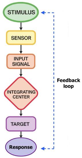 6.5 Homeostatic Reflex Pathways - Biology LibreTexts