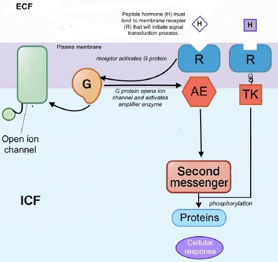 7.2 Classes of Hormones- Structure Determines Function - Biology LibreTexts