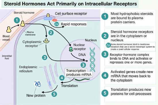 7.2 Classes of Hormones- Structure Determines Function - Biology LibreTexts