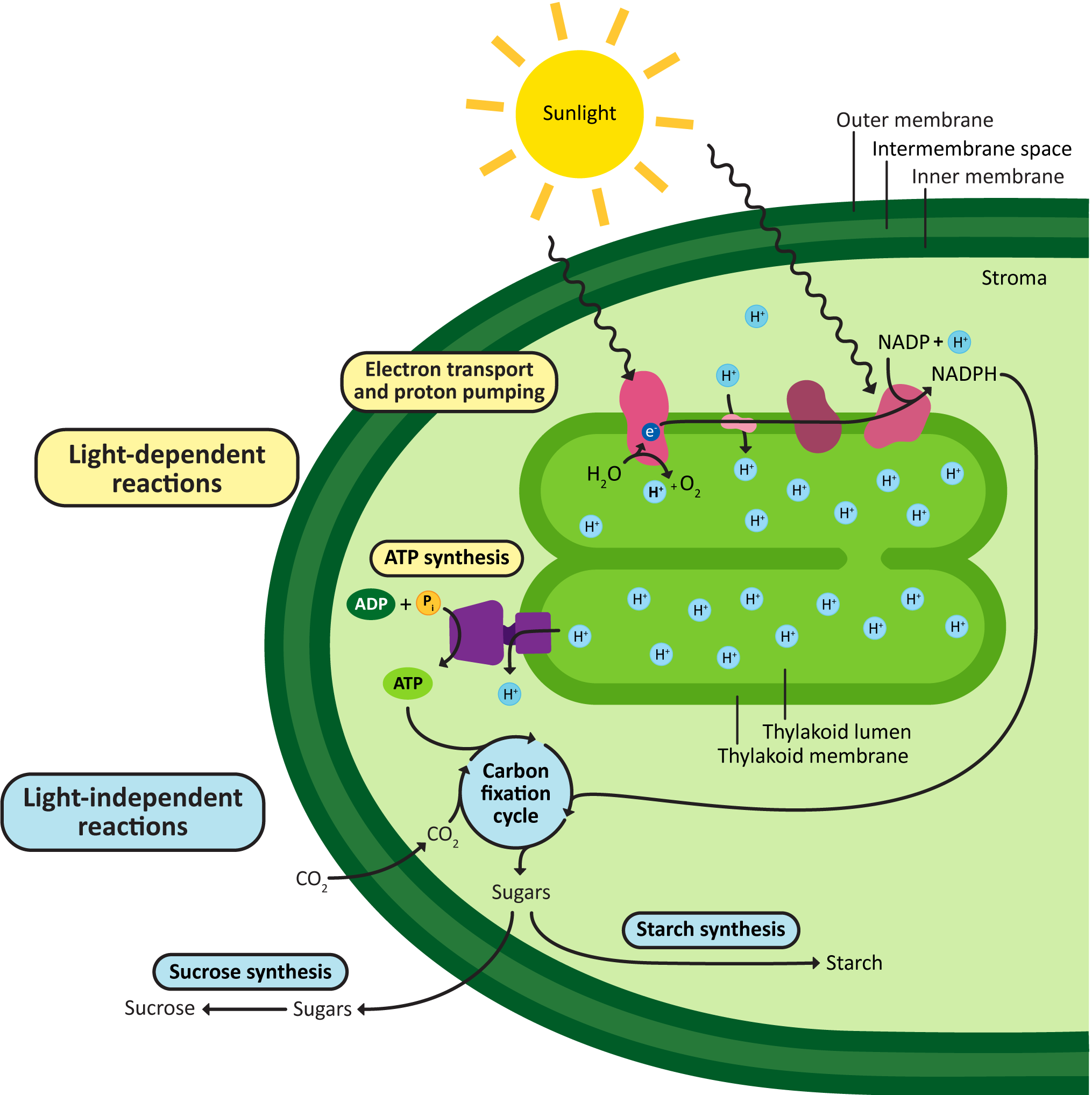 5.3: Structure-Function Relationships in Mitochondria and Chloroplasts ...