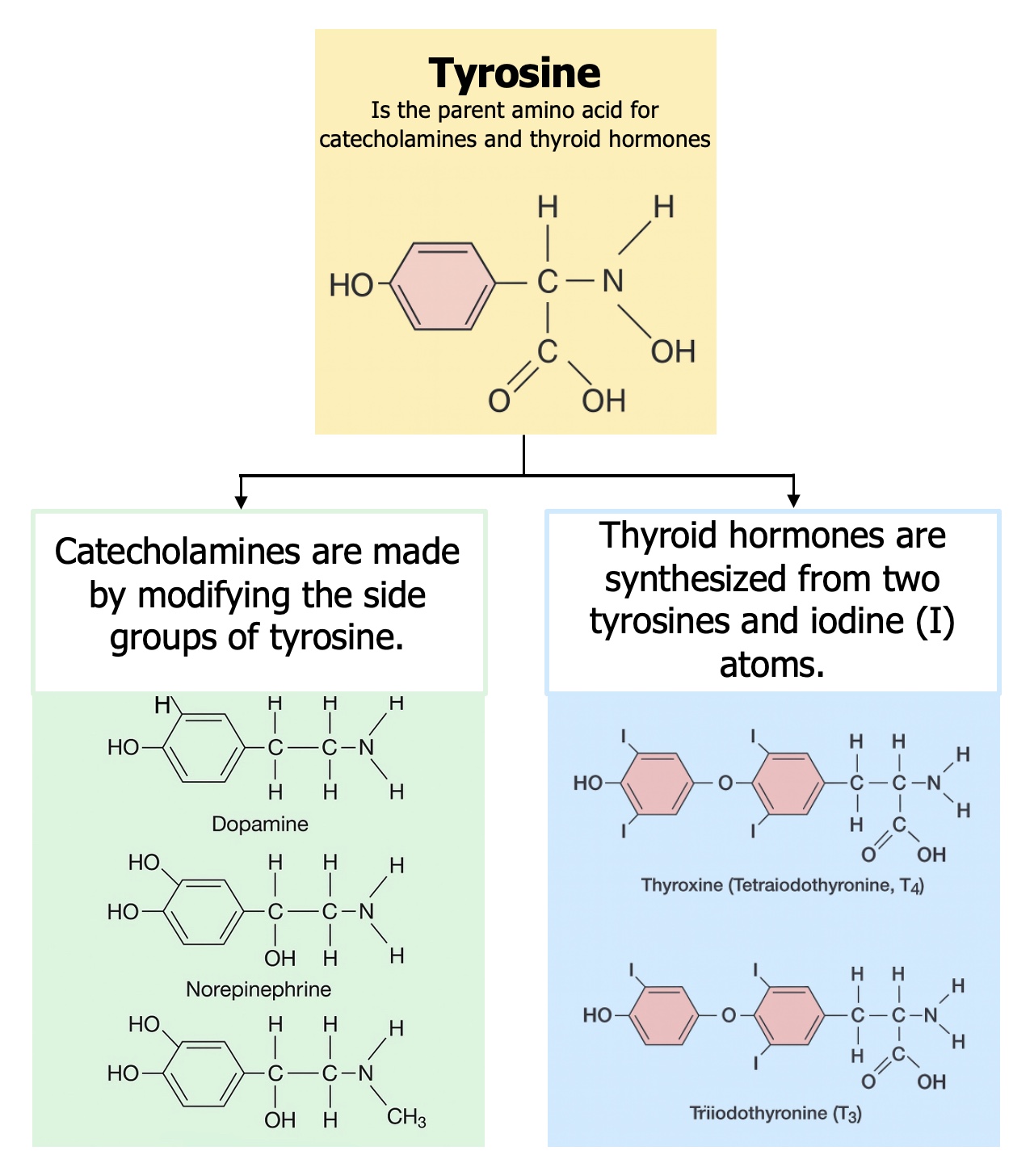 7.2 Classes of Hormones- Structure Determines Function - Biology LibreTexts