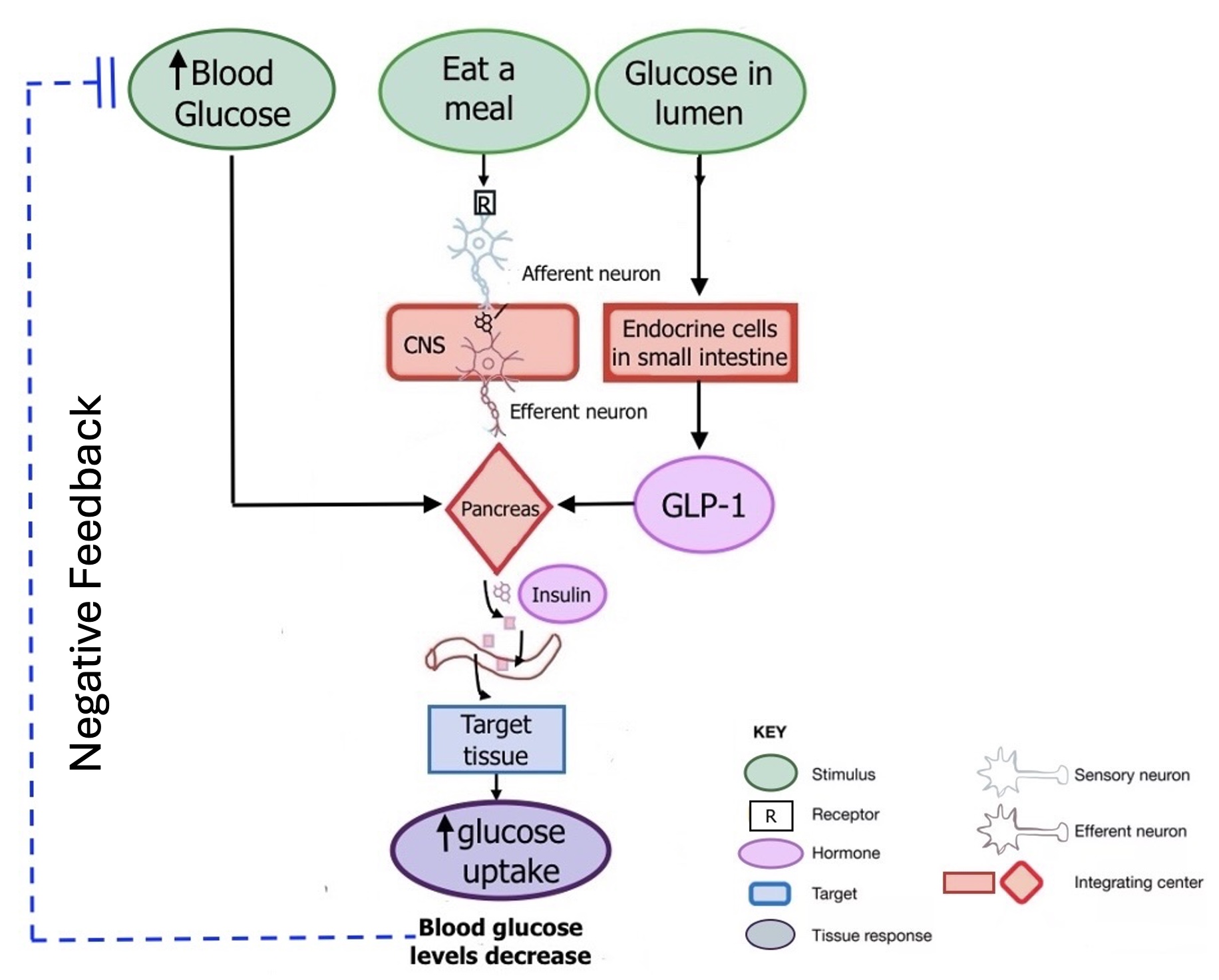 7.3 How Is the Release of Hormones Controlled? - Biology LibreTexts