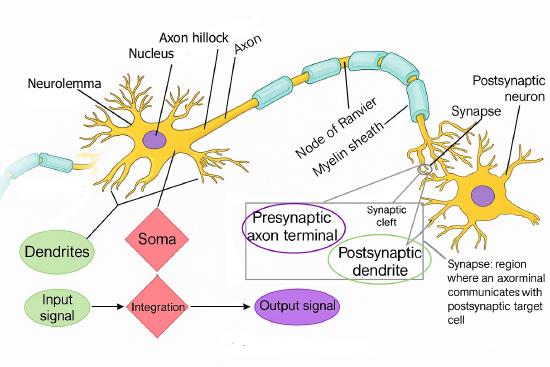 Myelinated Axons Are Capable Of Saltatory Conduction
