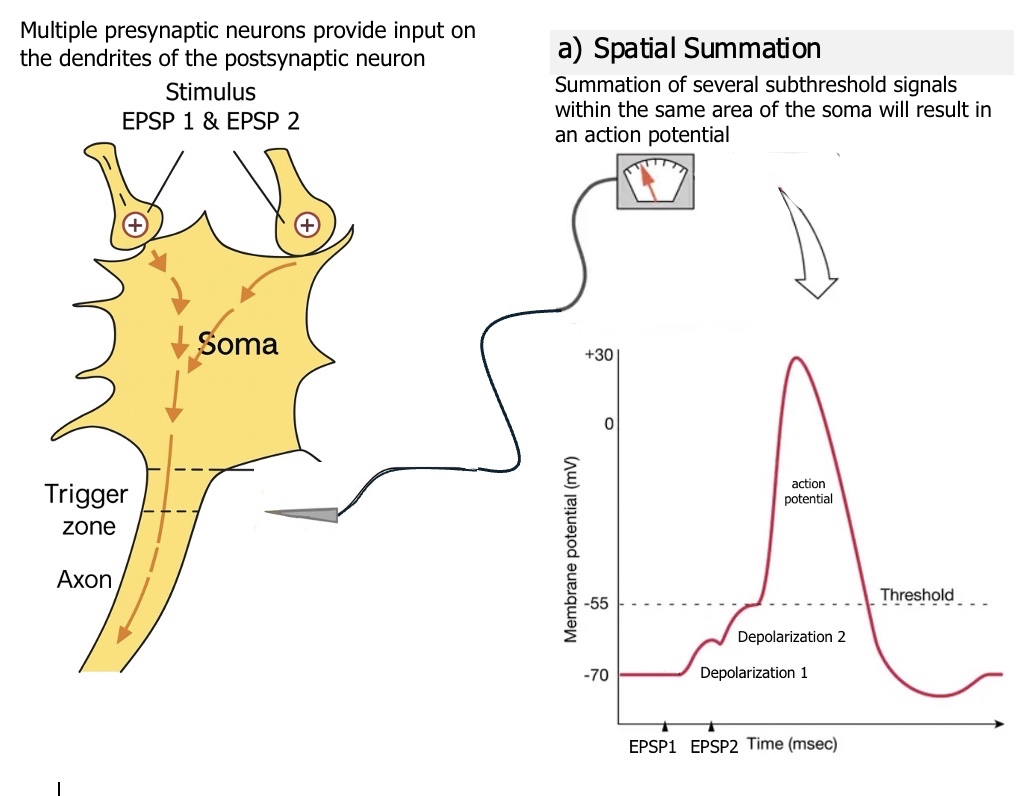 8.5 Neural Information Integration and Processing - Biology LibreTexts