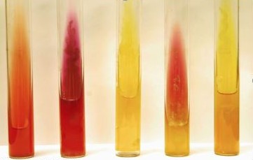 31.8: Mannitol Salt Agar (MSA) Test - Biology LibreTexts