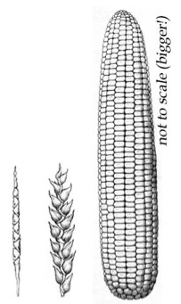 3.4: Evolution theory’s core concepts - Biology LibreTexts
