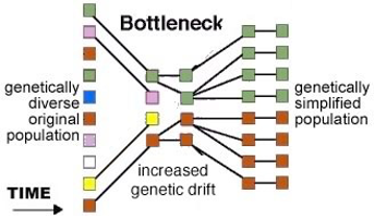 3.14: Population bottlenecks - Biology LibreTexts