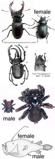 4.9: Sexual dimorphism - Biology LibreTexts