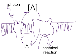6.5: Generating gradients- using coupled reactions and pumps - Biology ...