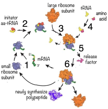 8.5: The translation (polypeptide synthesis) cycle - Biology LibreTexts