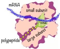 8.8: Turning polypeptides into proteins - Biology LibreTexts