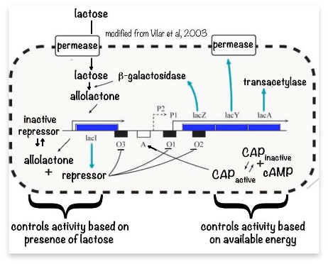 9.5: Adaptive behavior and gene networks- the lac response - Biology ...