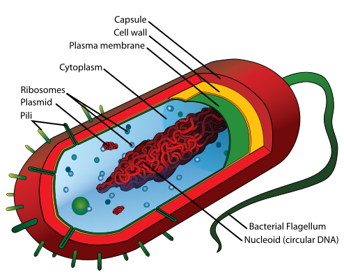 5.3: Variation in Cells - Biology LibreTexts