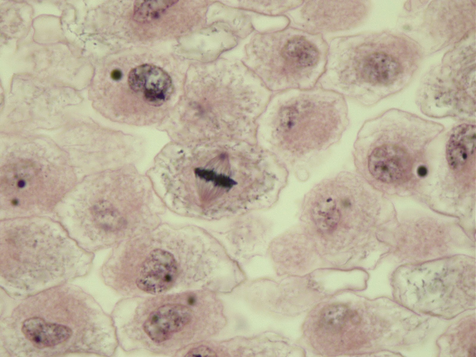 14.2: Exercise - Biology LibreTexts