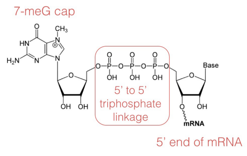 5.5: RNA Processing - Biology LibreTexts
