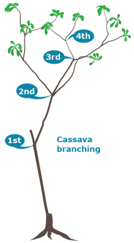 1.15: Cassava Breeding - Biology LibreTexts