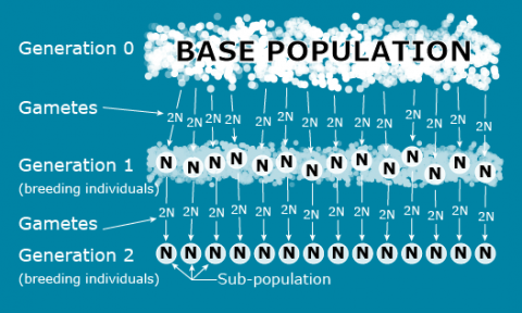 1: Gene Frequencies - Biology LibreTexts