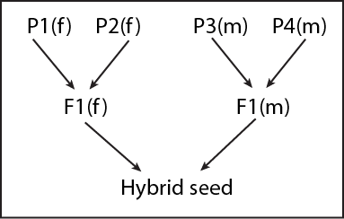 3: New Line Development and New Line Evaluation- Single-cross Hybrid ...