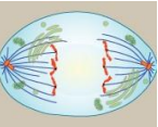 8.3: Mitosis in Plant and Animal Cells - Biology LibreTexts