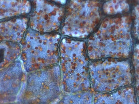 1.5: Cell Structures and Organelles - Biology LibreTexts