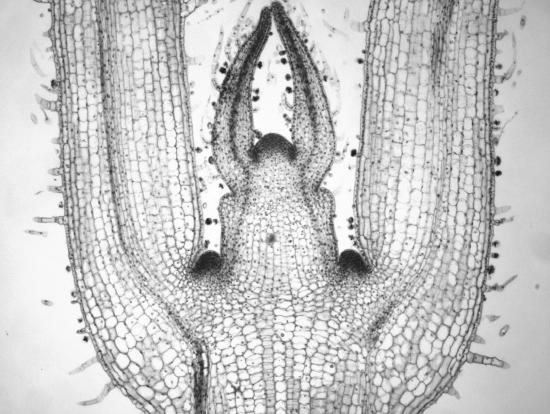 4.3: Shoot Development - Biology LibreTexts