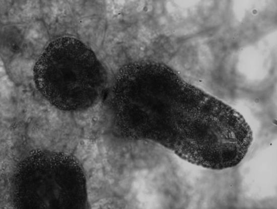 10.4: Ferns (Class Polypodiopsida) - Biology LibreTexts