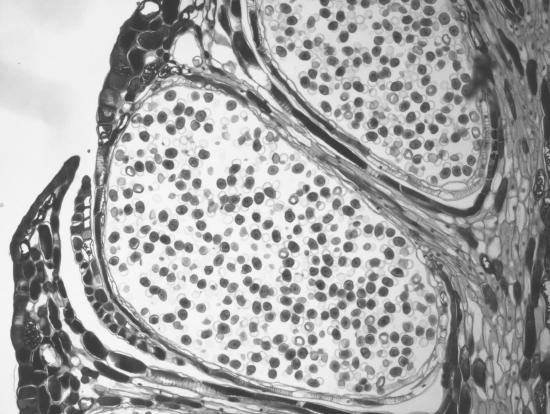 11.5: Gnetophytes and Conifers - Biology LibreTexts