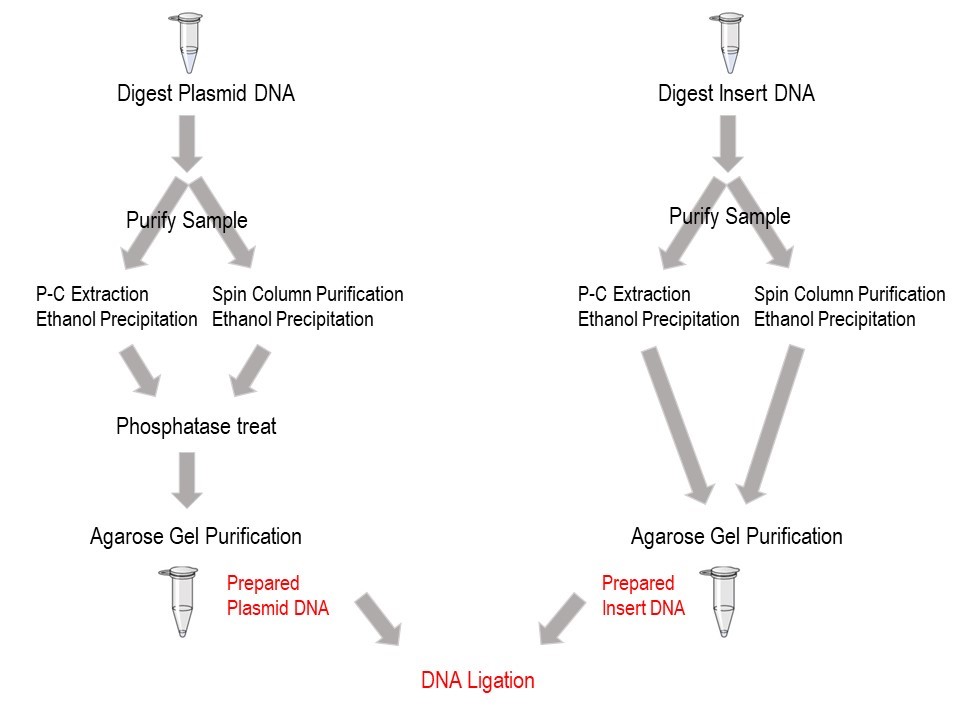 13.5: Lab Technique - Ligation of Insert DNA into a Plasmid - Biology ...