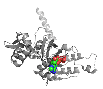 5.03: B. Other Allosteric Proteins - Biology LibreTexts