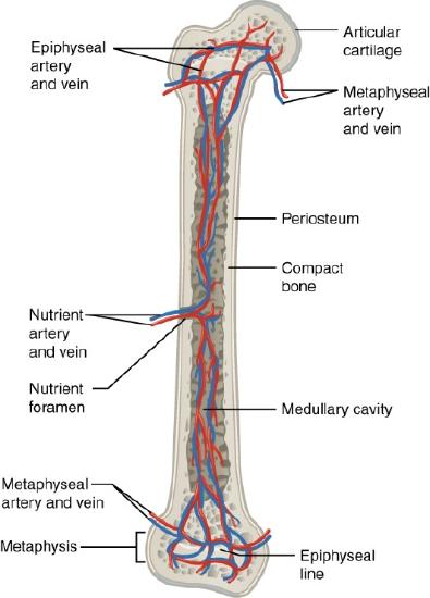 Lab 2 - Musculoskeletal System - Biology LibreTexts