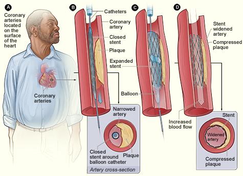 Lab 3 - Introduction to the Cardiovascular System - Biology LibreTexts