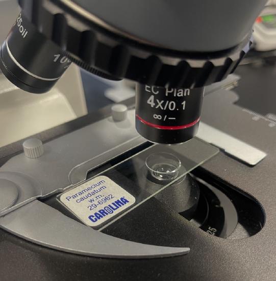 3.2: Total Magnification, Calculating Field of View, and Estimating ...