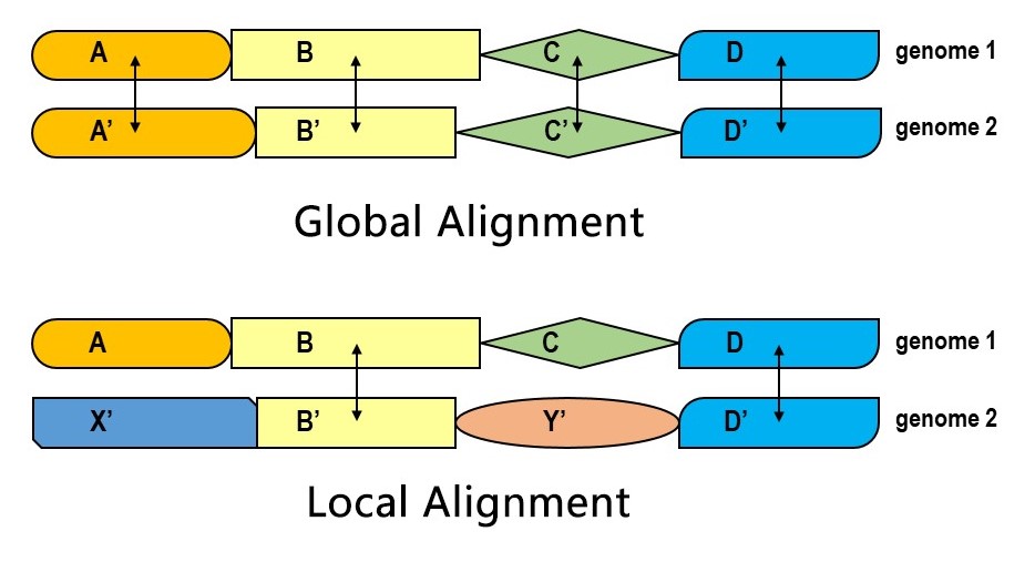5.4: Comparative Genomics - Biology LibreTexts