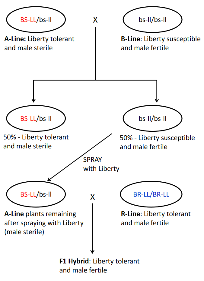 6: Heterosis - Biology LibreTexts