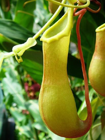 11: Predation and Herbivory - Biology LibreTexts