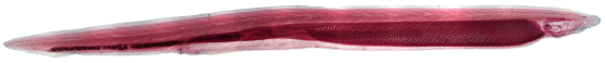 13.14: Lab Technique - Light Microscopy - Biology LibreTexts