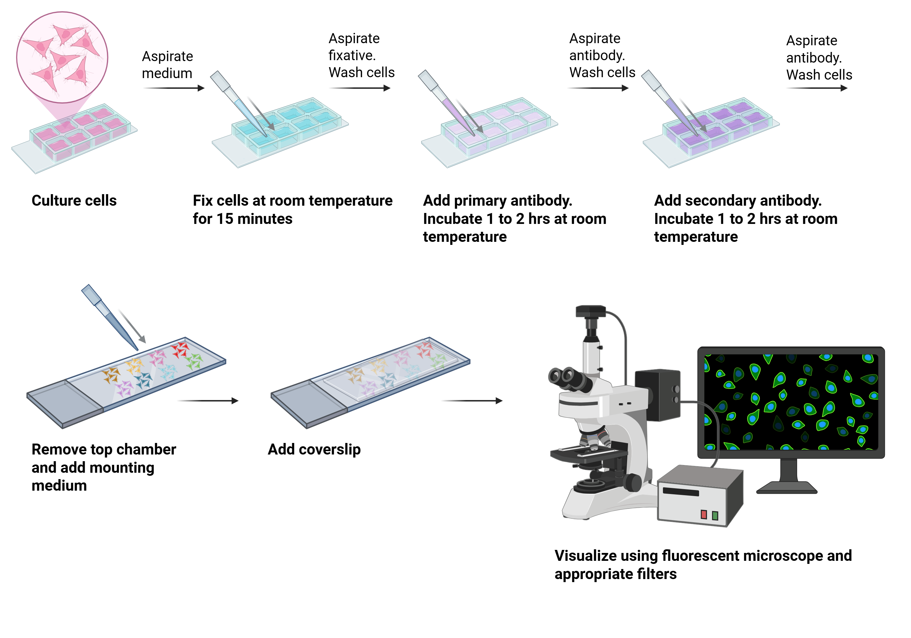 13.14: Lab Technique - Light Microscopy - Biology LibreTexts
