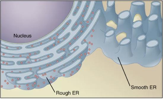 3.3: Intracellular Compartments - Biology LibreTexts