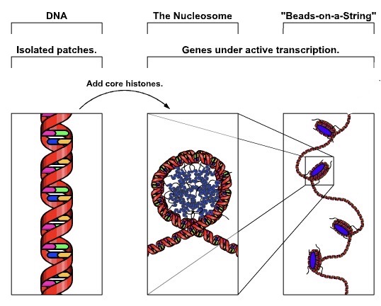 3.3: Intracellular Compartments - Biology LibreTexts