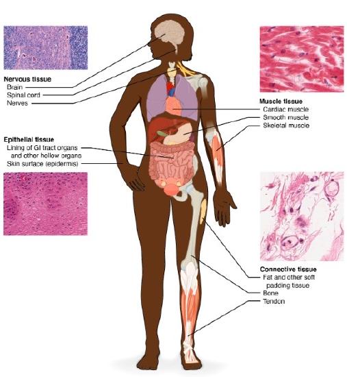 3.4: Tissues of the Body - Biology LibreTexts