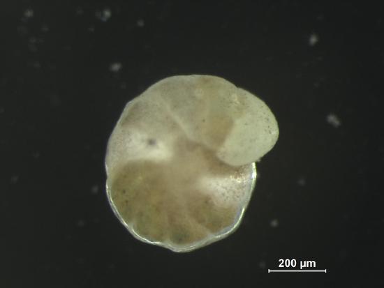 10: The Sandy Intertidal- the microscopic Meiofauna - Biology LibreTexts