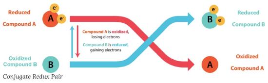 4.1: Energy in Biological Systems - Biology LibreTexts